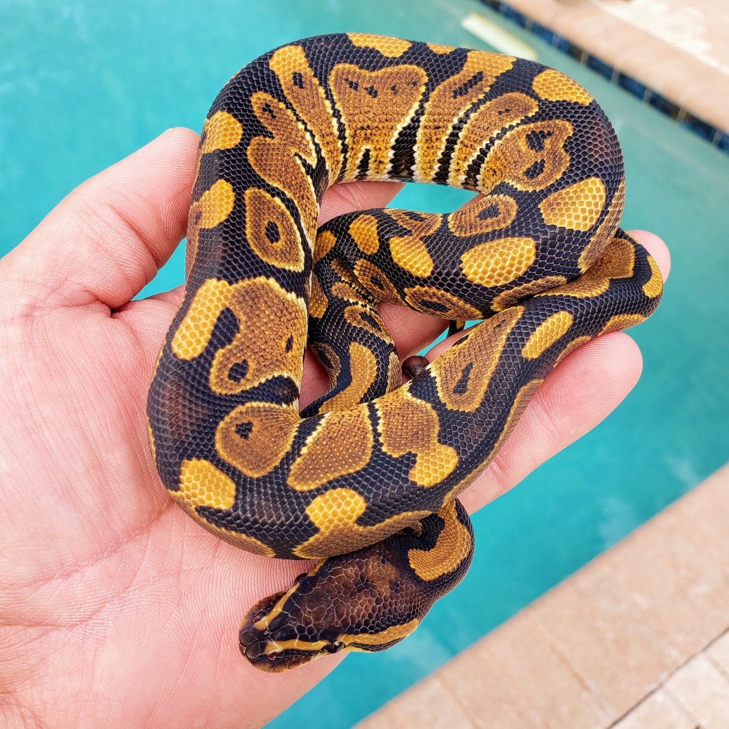 Double Het TSK Axanthic Ghost Ball Python by BD Morphs - MorphMarket