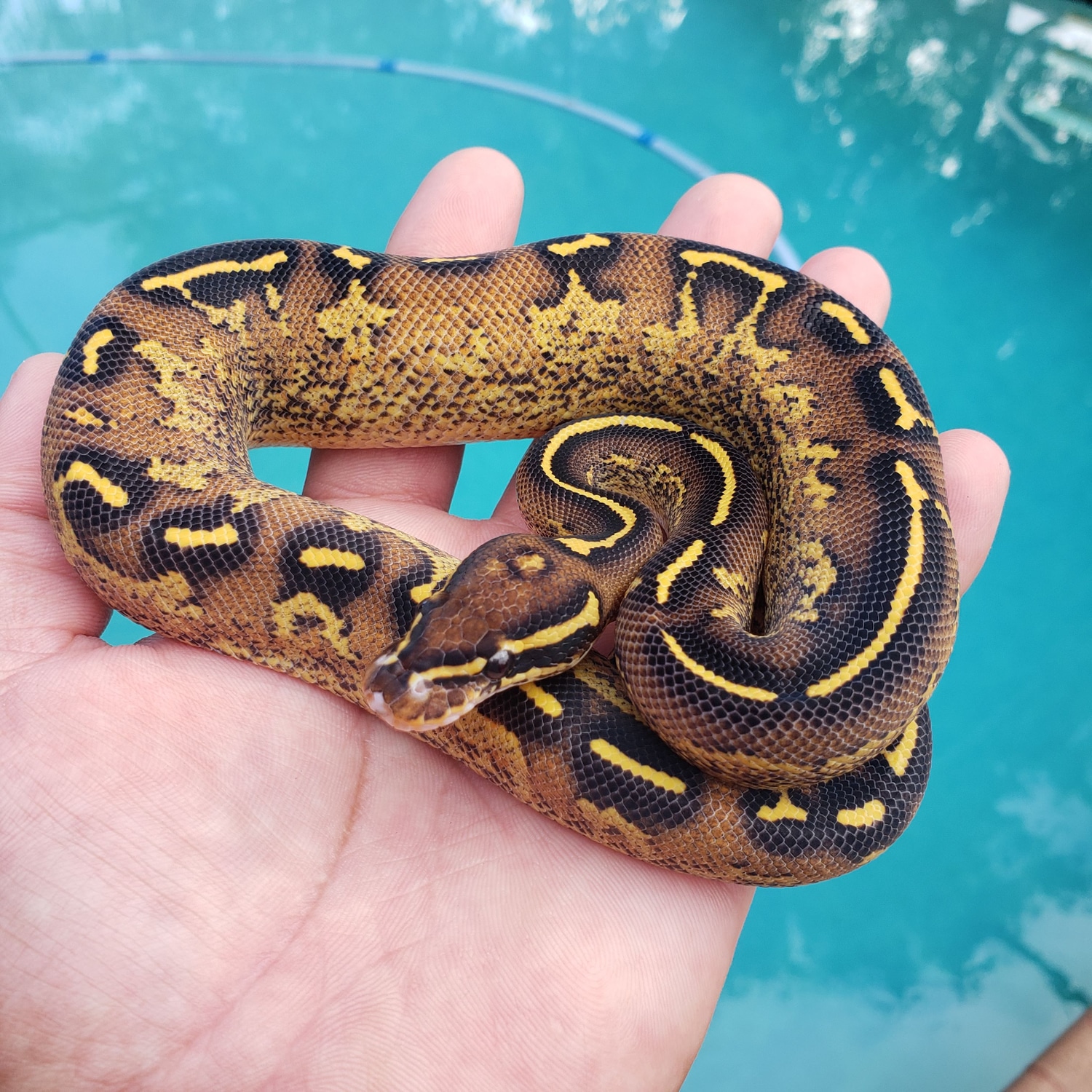 Freeway (Asphalt Goblin) Ball Python by BD Morphs - MorphMarket