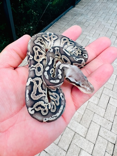Black Pewter 100% Het Hypo Ball Python by BD Morphs