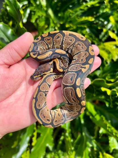 Red Stripe Ball Python by BD Morphs