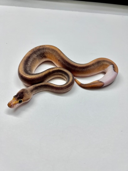Black Pastel Champagne 100% Het Hypo Ball Python by BD Morphs