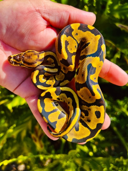 Fire Leopard Ball Python by BD Morphs