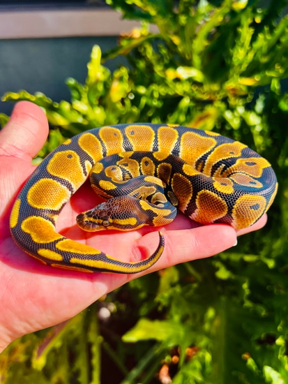 Orange Dream Ball Python by BD Morphs