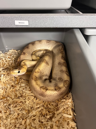 Champagne Het Hypo Ball Python by BD Morphs