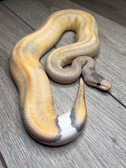 Black Pastel Champagne Hypo Ball Python by BD Morphs