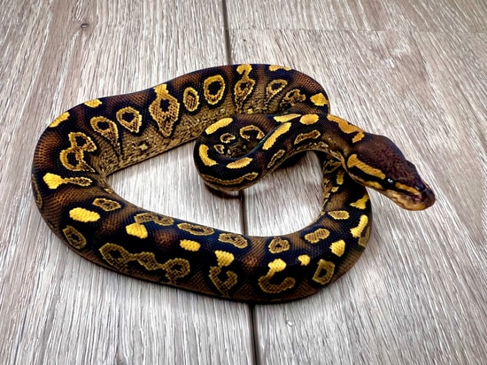 Wookie Yellowbelly Gravel Ball Python by BD Morphs
