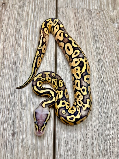 Super Pastel Hypo 66% Het Tsk Axanthic Ball Python by BD Morphs