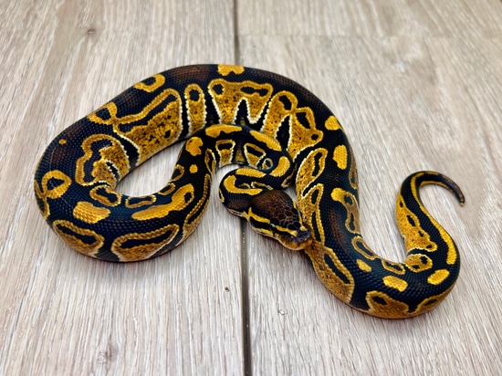 Hurricane Ball Python by BD Morphs