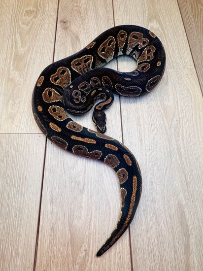 Black Head Specter (Proven) Ball Python by BD Morphs