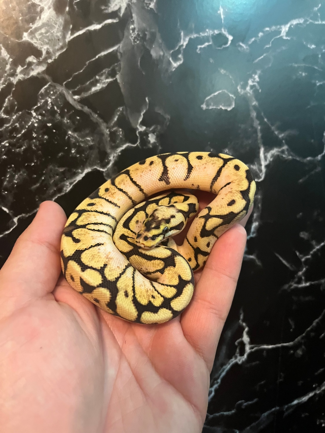 Bumblebee Het Lavender Albino Ball Python by JJBallpython - MorphMarket
