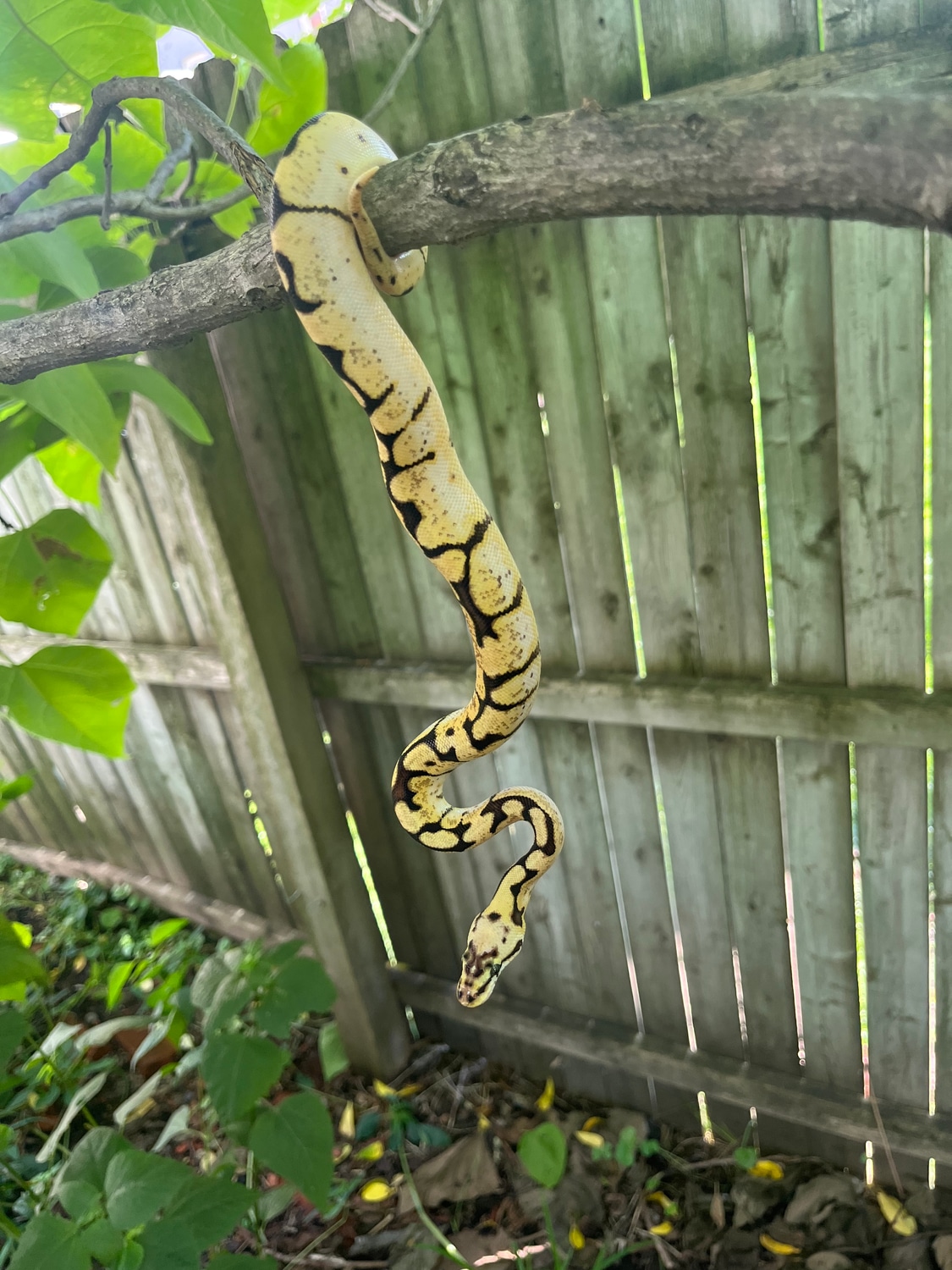 Bumblebee Pos Sugar Pos Het Paint Ball Python by JJBallpython - MorphMarket