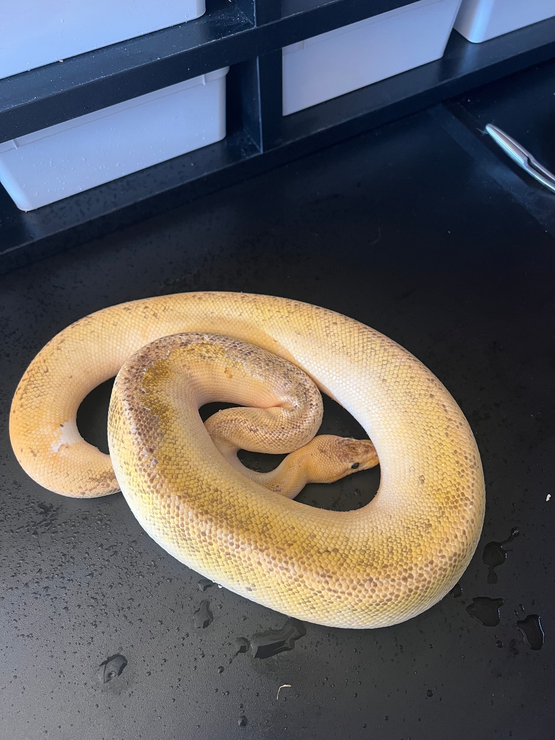 Champagne Pinstripe Yellow Belly Ball Python by J j balls - MorphMarket