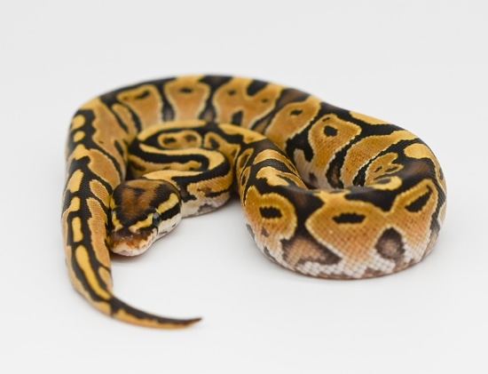 Normal Ball Python by Fricker’s Exotics