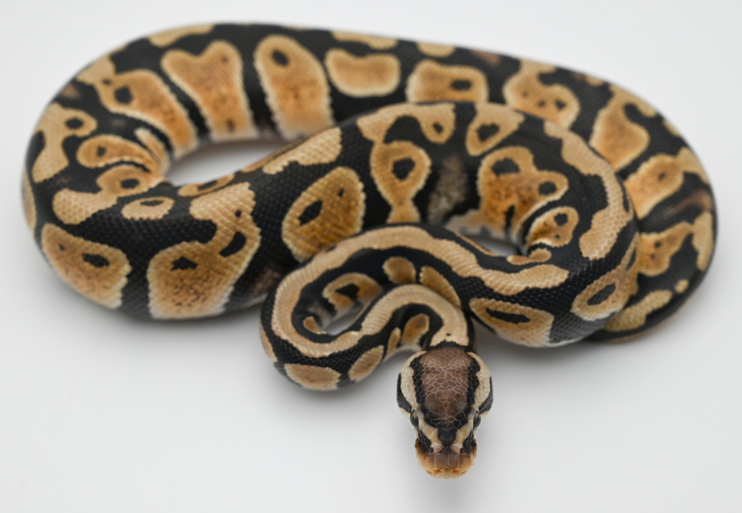Pastel 100% Het Clown 50% Het Hypo Ball Python by Fricker’s Exotics ...