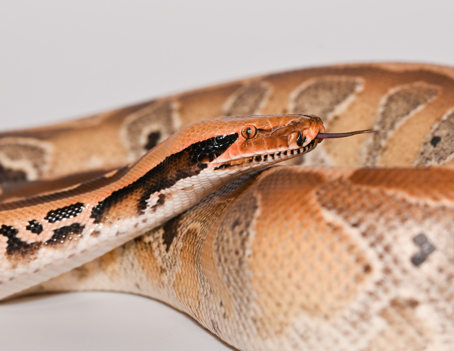G Stripe / Ultra Borneo Short-tailed Python by Fricker’s Exotics ...