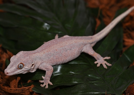 Pastel Pink - Probable Male Gargoyle Gecko by Fricker’s Exotics