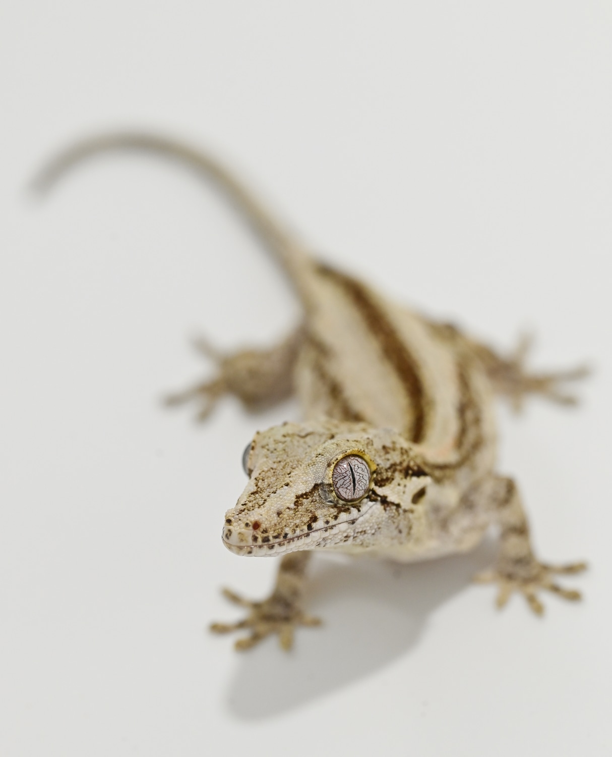 Yellow Stripe Gargoyle Gecko by Fricker’s Exotics - MorphMarket