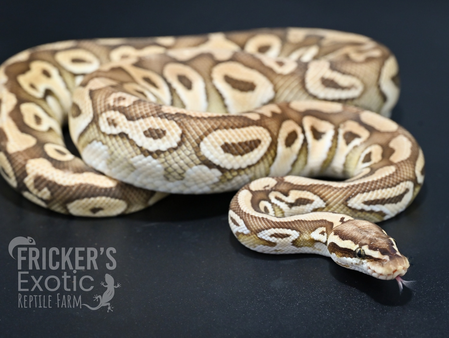 RTB Pastel Lesser, DH VPI Axanthic And Clown Ball Python by Fricker’s ...