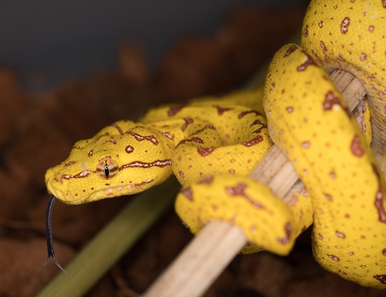 Biak Green Tree Python by Fricker’s Exotics