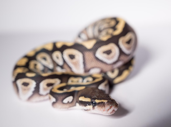 Phantom Ball Ball Python by Fricker’s Exotics