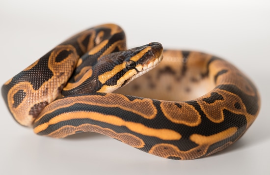 Phantom Leopard Ball Python by Fricker’s Exotics
