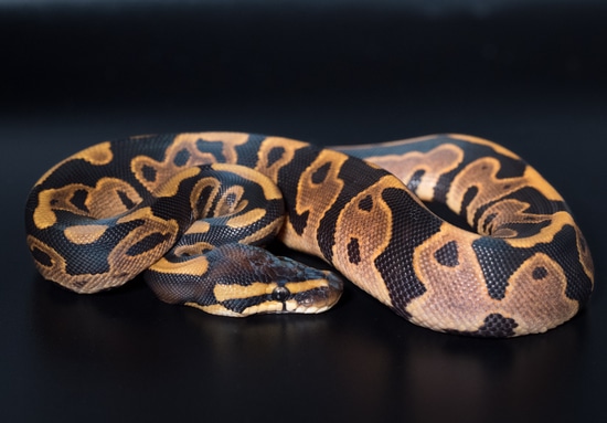 Mojave Leopard Ball Python by Fricker’s Exotics