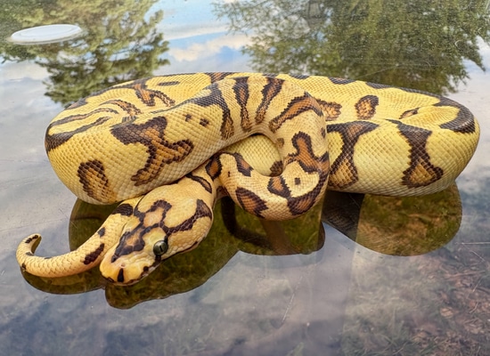 No RESERVE Enchi Spotnose Yellowbelly Clown Poss Fire Ball Python by ...