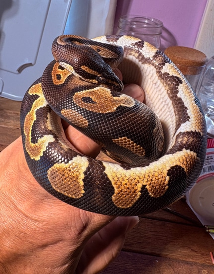 Blackhead, Red Gene, 100% Het Pied Ball Python by Fricker’s Exotics
