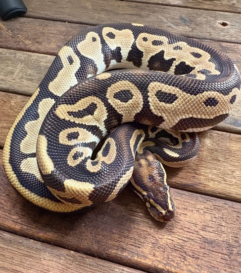 OD, Phantom, Leopard Pos Het Pied Ball Python by Fricker’s Exotics