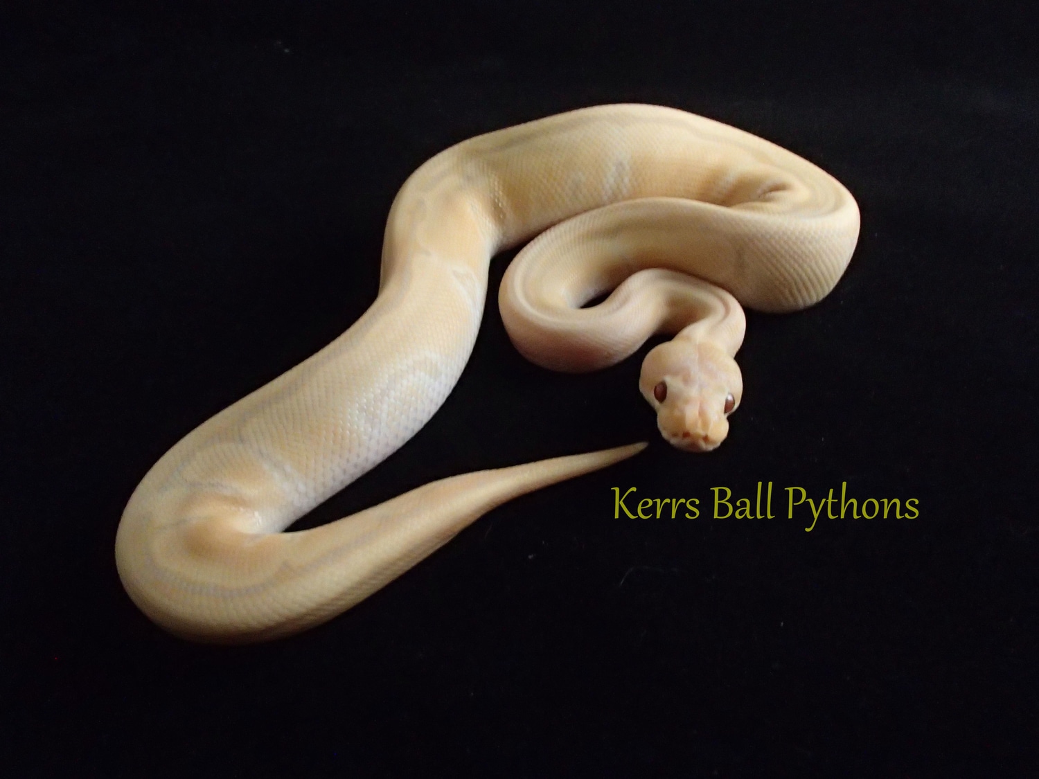 Candino Cinna Pinstripe Ball Python by Kerr's Ball Pythons - MorphMarket