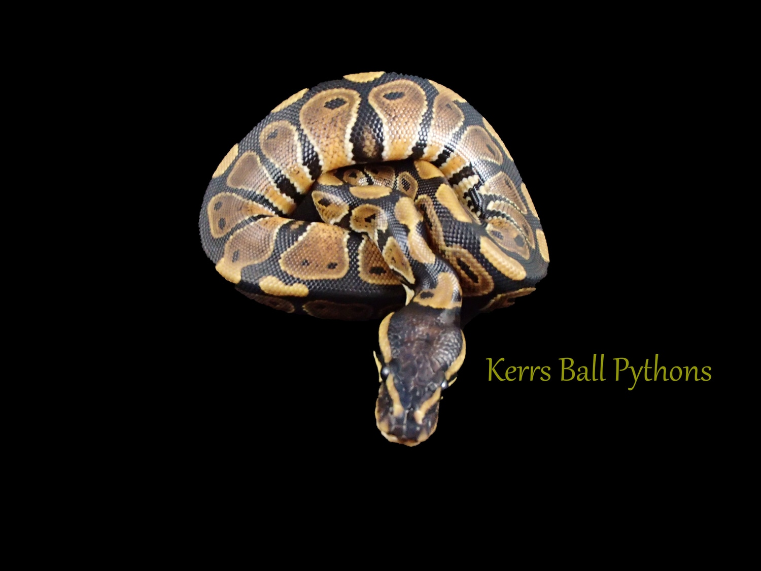 Normal Ball Python by Kerr's Ball Pythons - MorphMarket