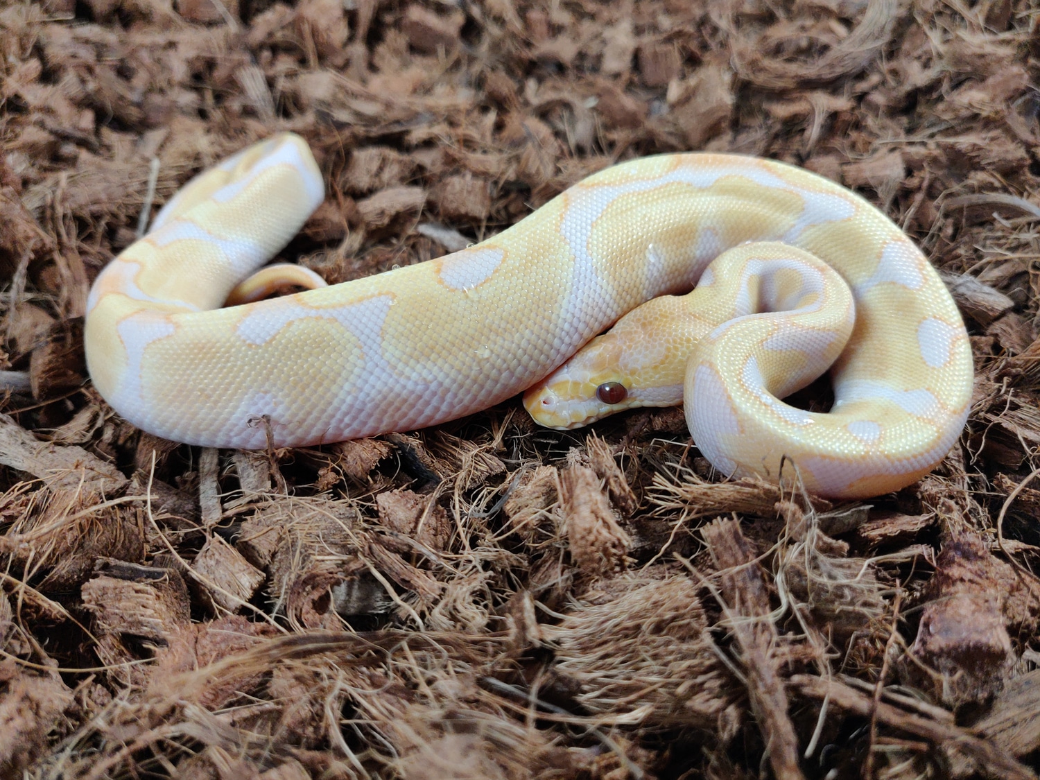 Candy Ball Python by Kerr's Ball Pythons - MorphMarket