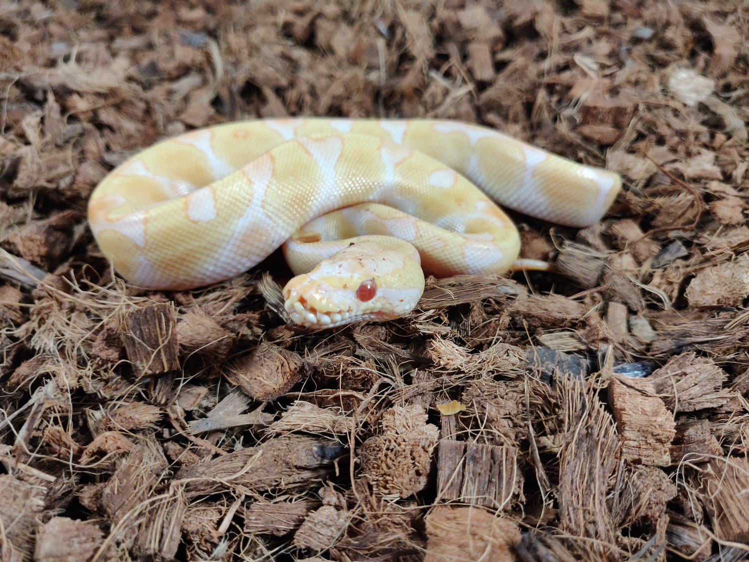 Candino Ball Python by Kerr's Ball Pythons - MorphMarket