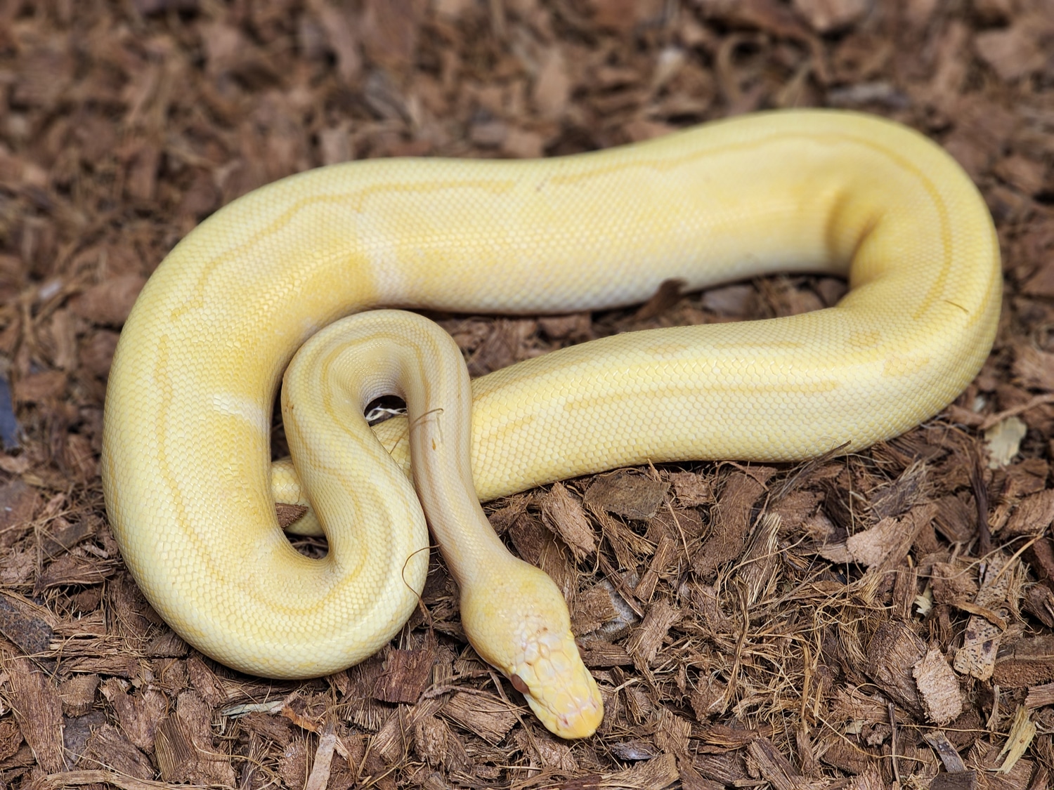 Toffee / Candy Cinnamon Pinstripe Ball Python by Kerr's Ball Pythons ...