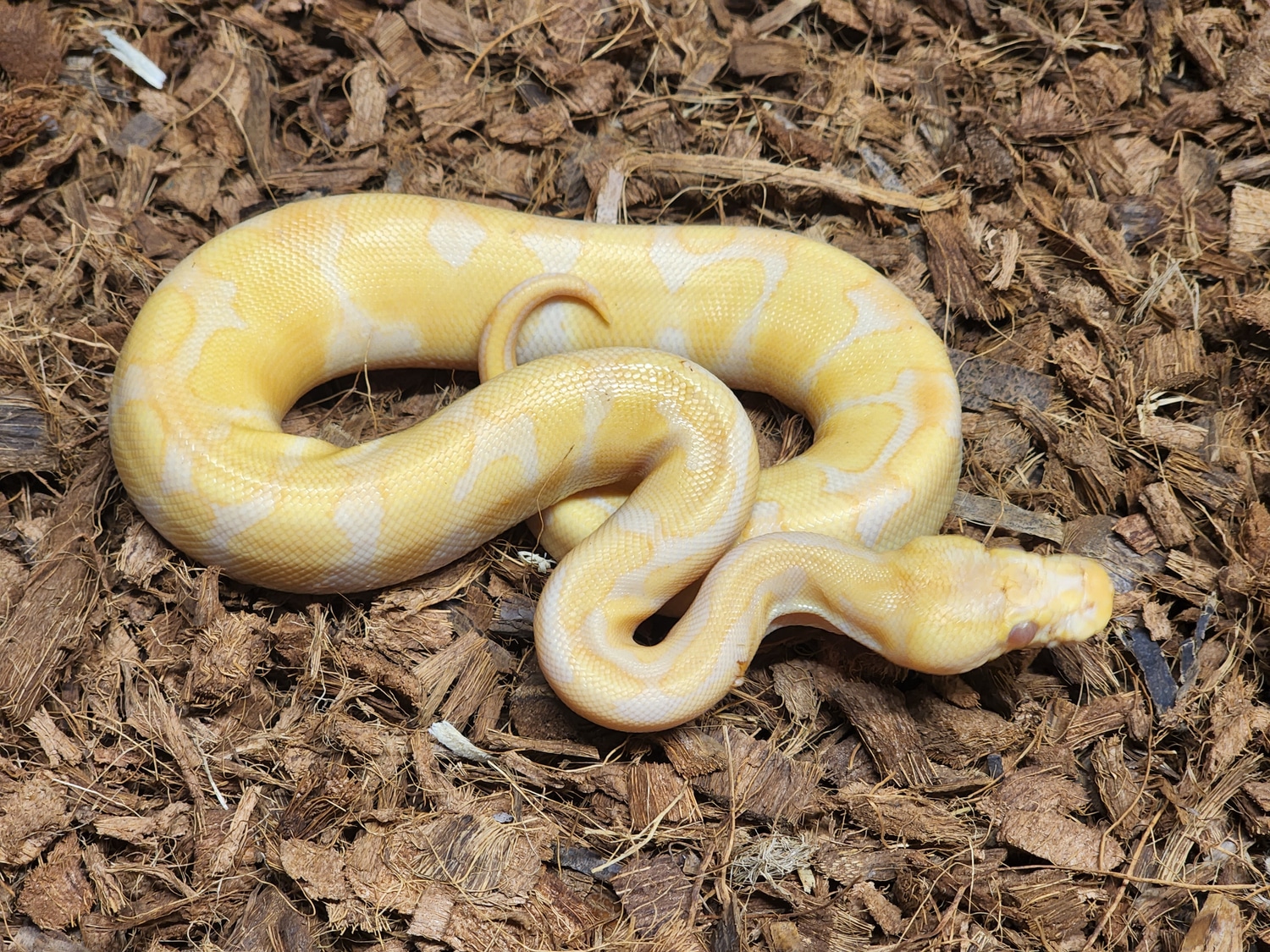 Candino Ball Python by Kerr's Ball Pythons - MorphMarket