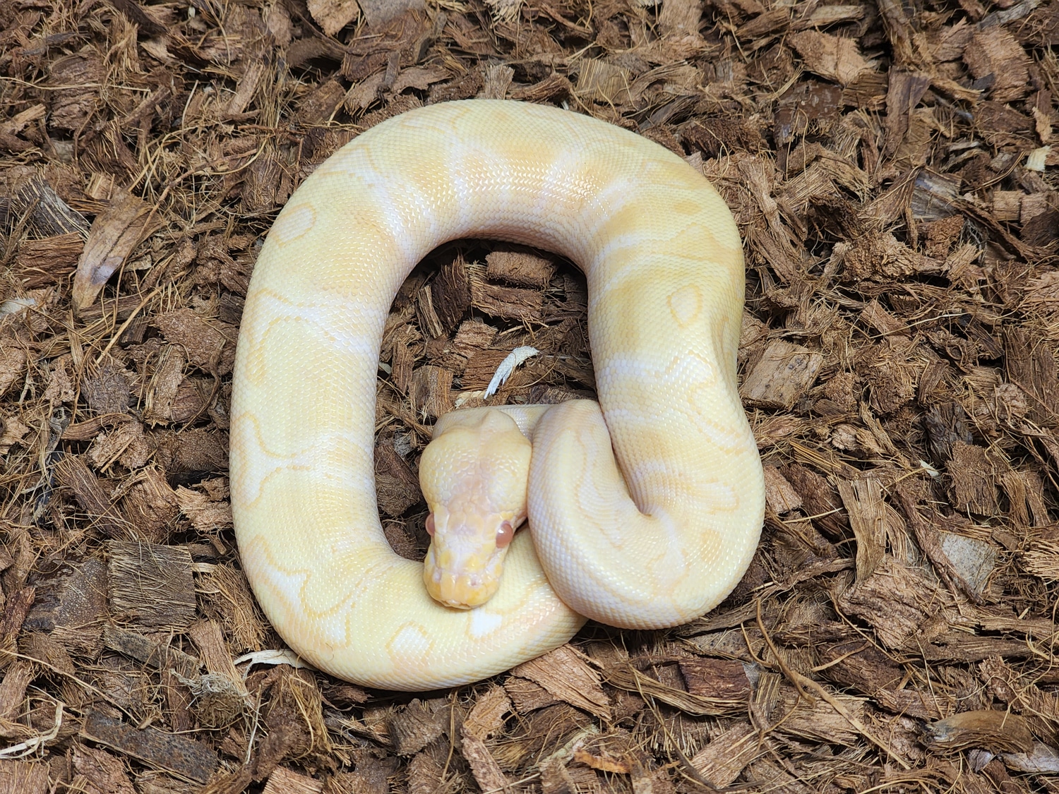 Candino Ball Python by Kerr's Ball Pythons - MorphMarket