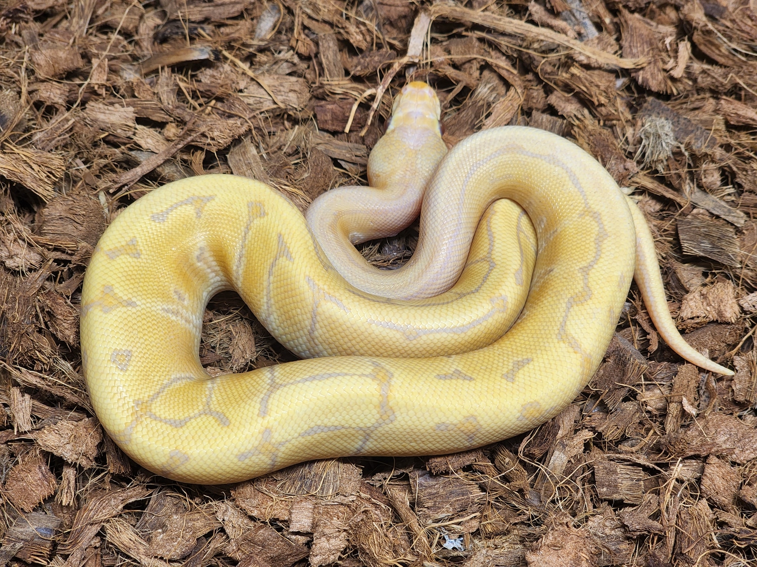 Candy Cinnamon Pinstripe Ball Python by Kerr's Ball Pythons - MorphMarket