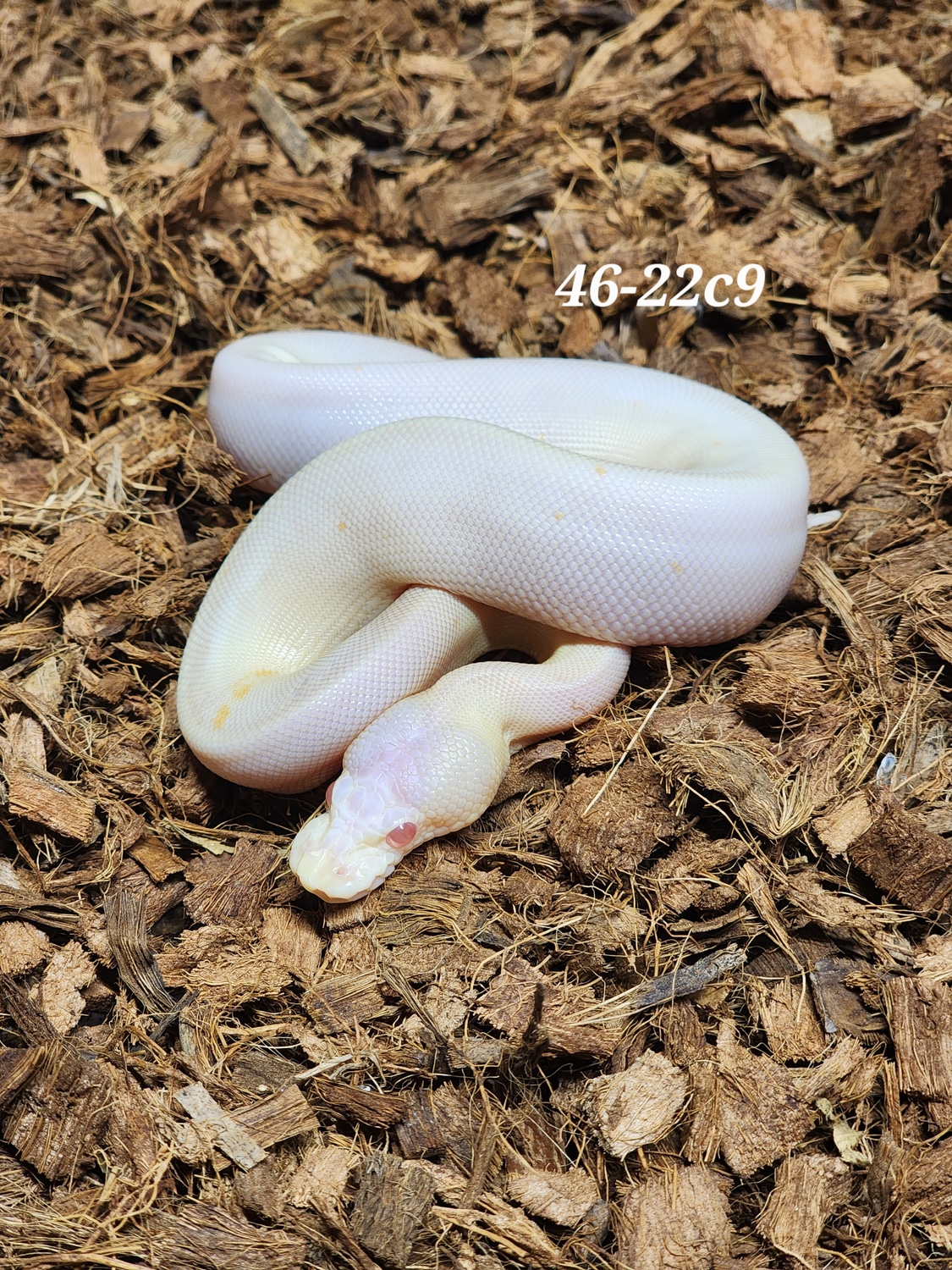 Super Cinnamon Candino Ball Python by Kerr's Ball Pythons - MorphMarket