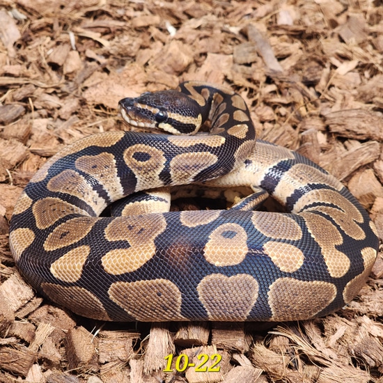 Normal Ball Python by Kerr's Ball Pythons