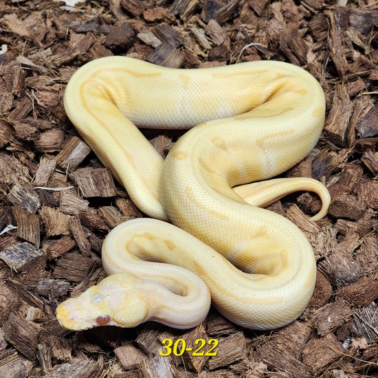 Candino Cinnamon Pinstripe Ball Python by Kerr's Ball Pythons