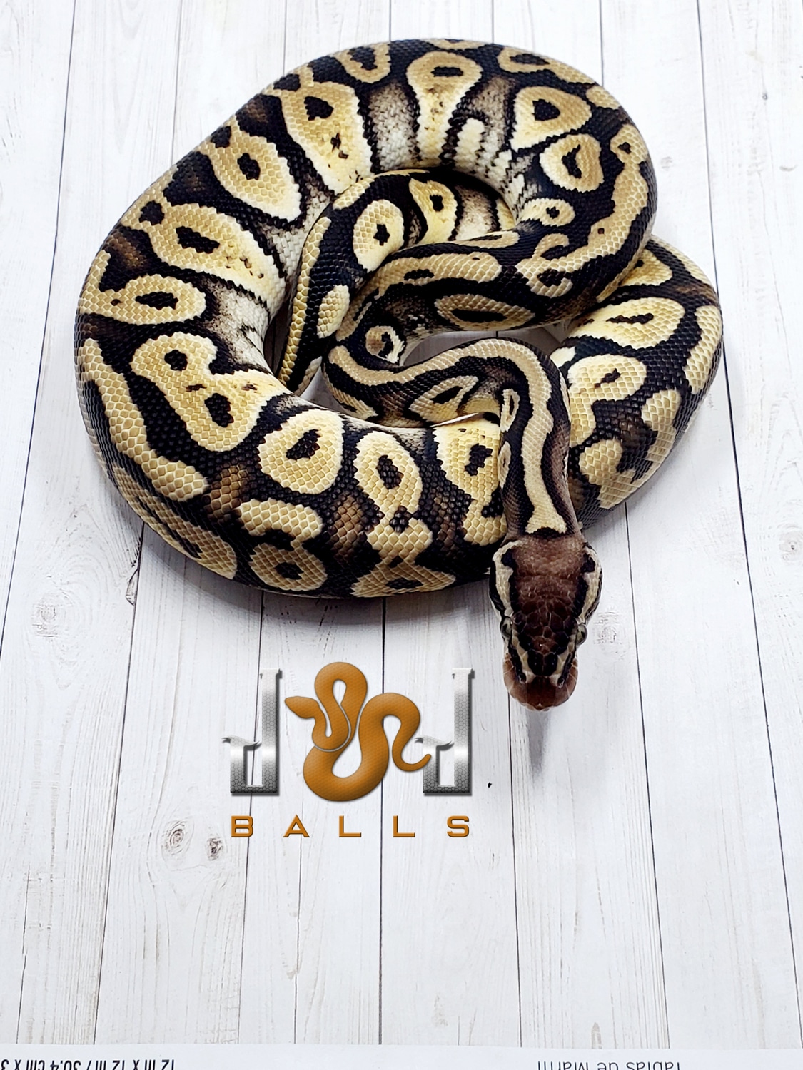 Pastel Mystic Ball Python by J&J Balls - MorphMarket
