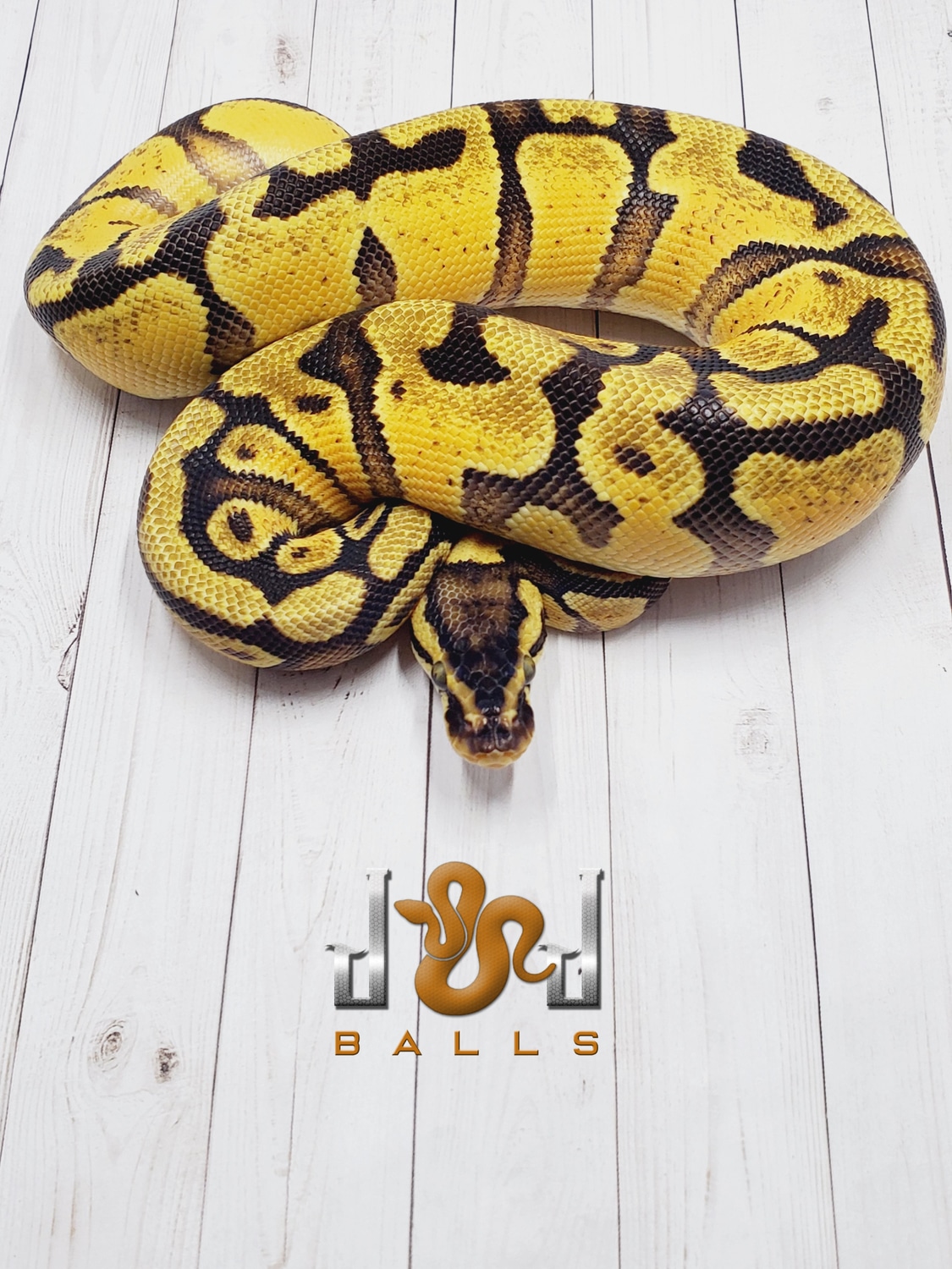 Pastel Enchi Gravel/Yellowbelly Ball Python by J&J Balls - MorphMarket