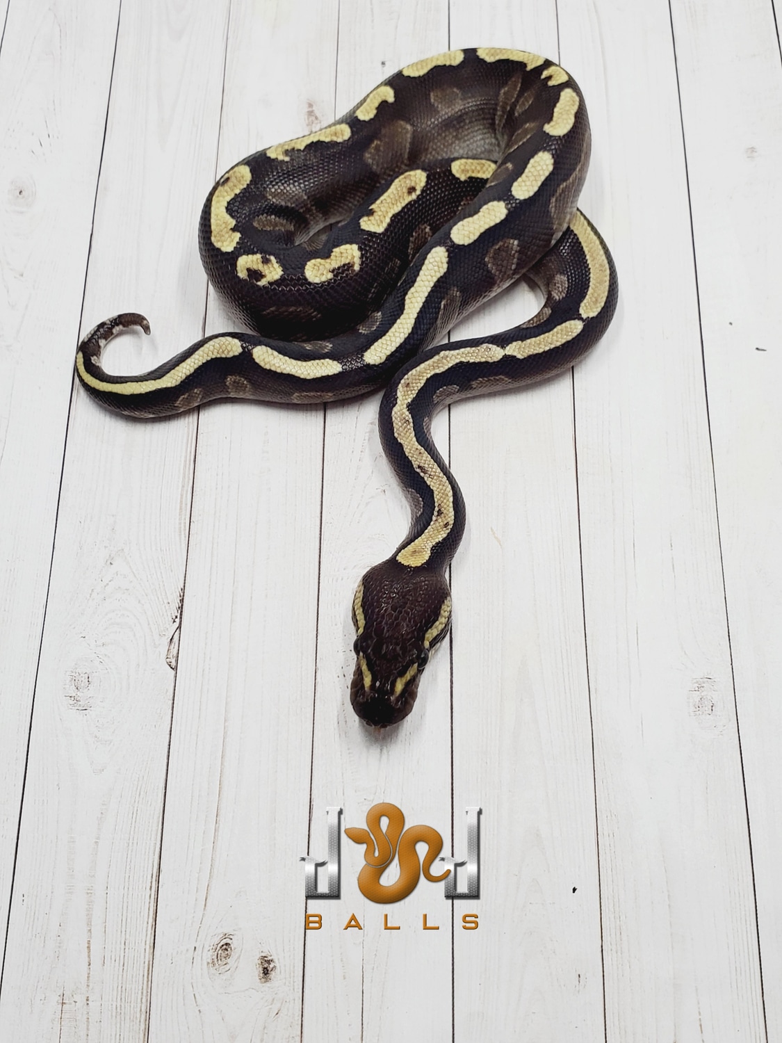 GHI Mojave Ball Python by J&J Balls - MorphMarket
