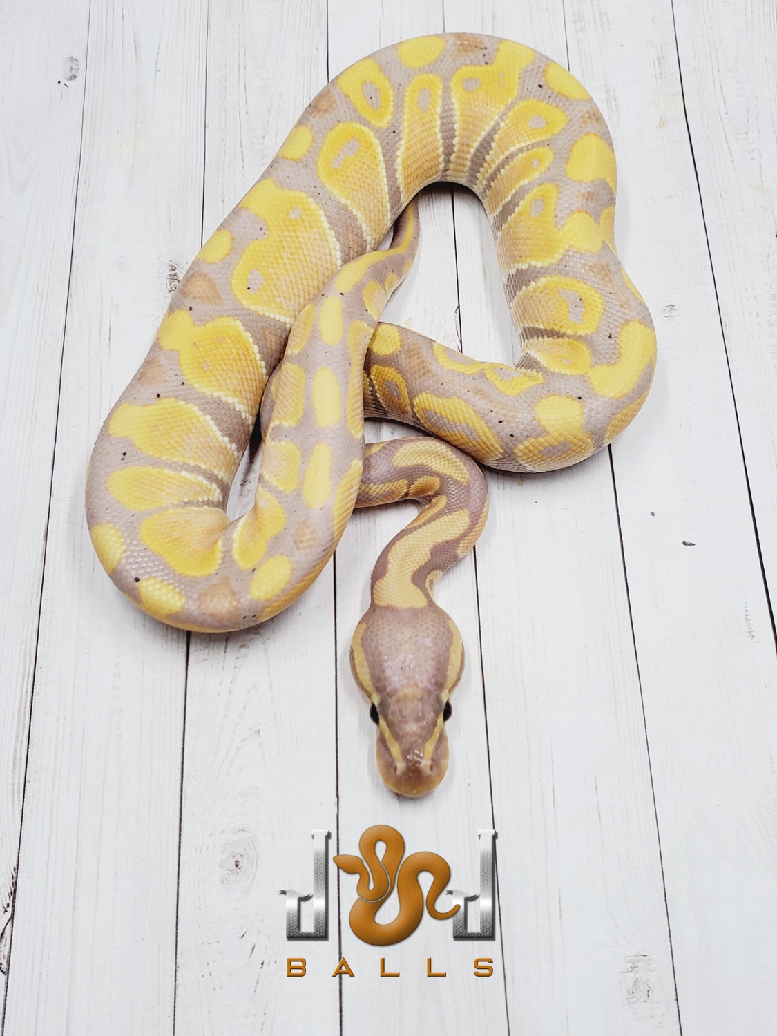 Banana Blade Het Clown Ball Python by J&J Balls - MorphMarket