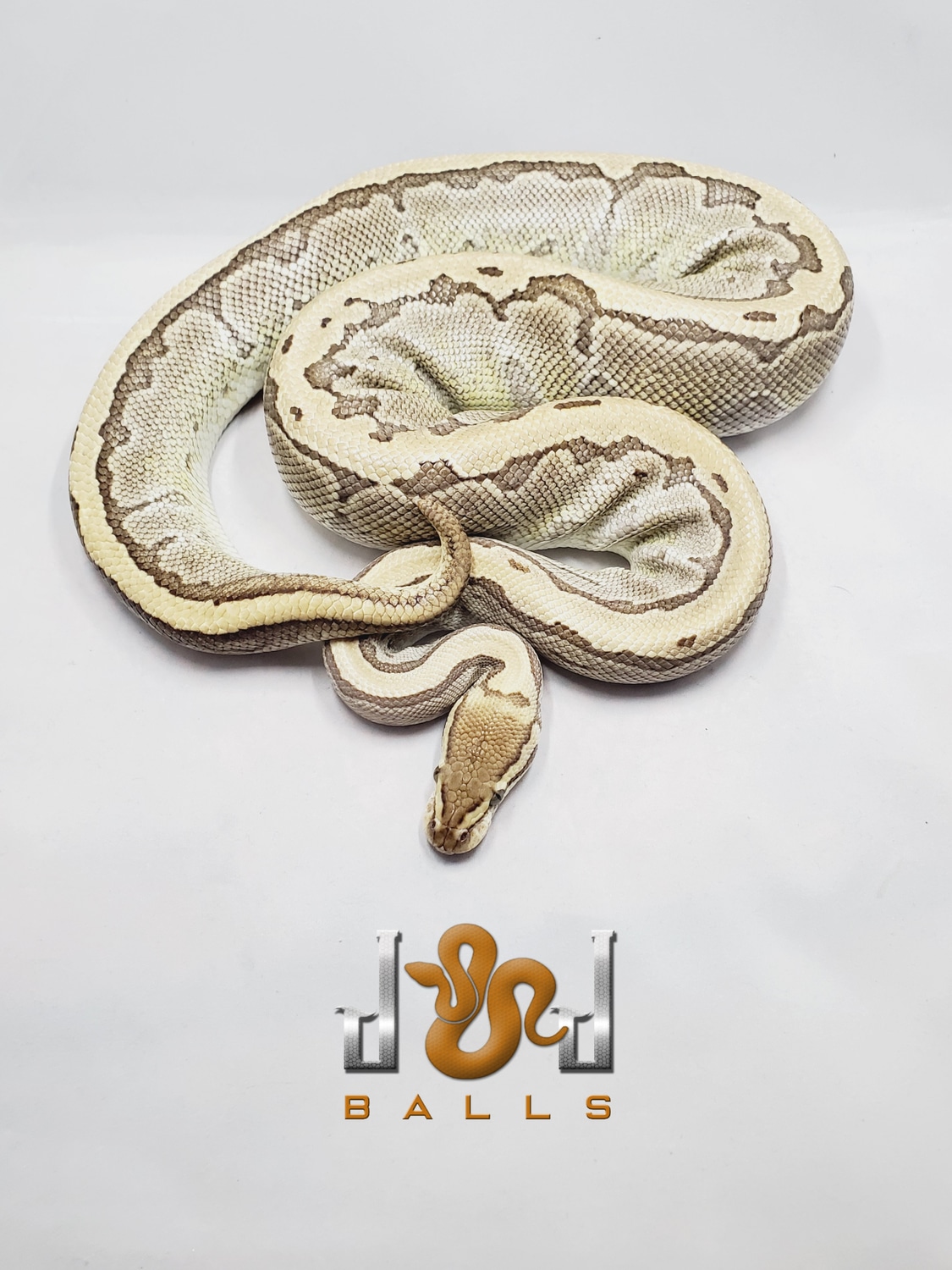 Kingpin Ball Python by J&J Balls - MorphMarket