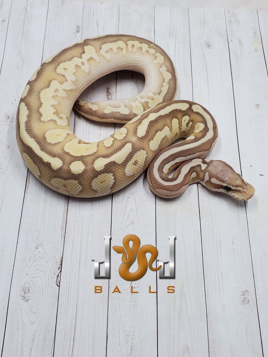 Banana Butter Pastel Ball Python by J&J Balls - MorphMarket