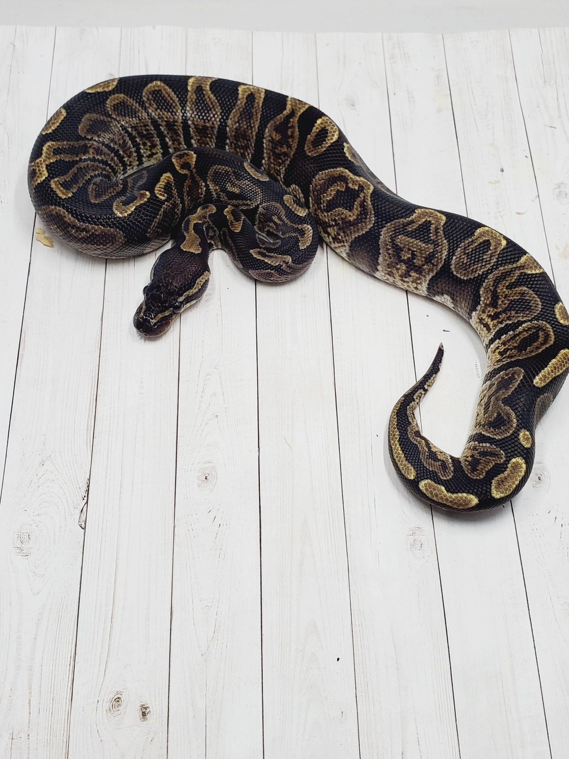 GHI Ball Python by J&J Balls - MorphMarket