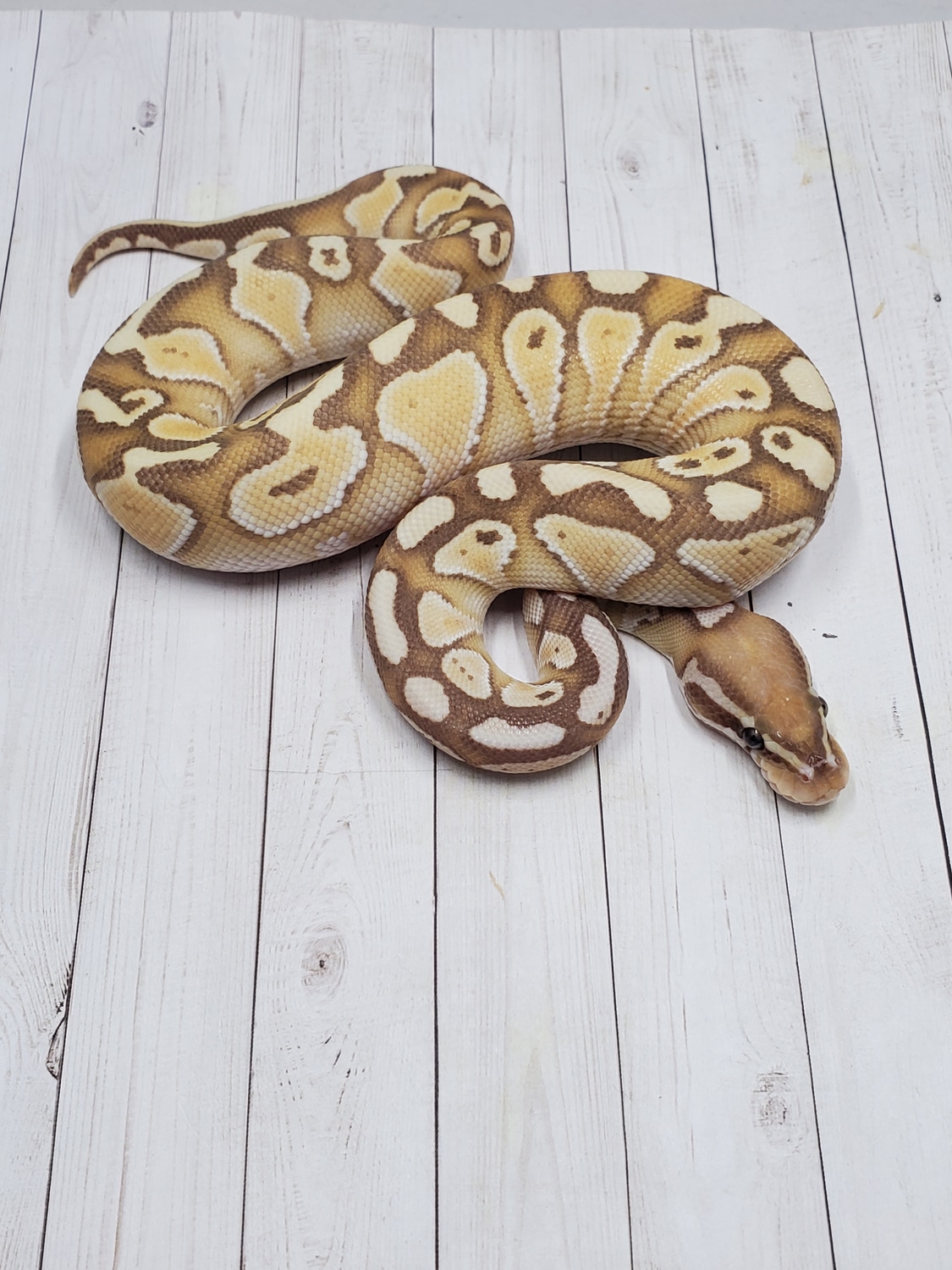 Pastel Banana Lesser Ball Python by J&J Balls - MorphMarket
