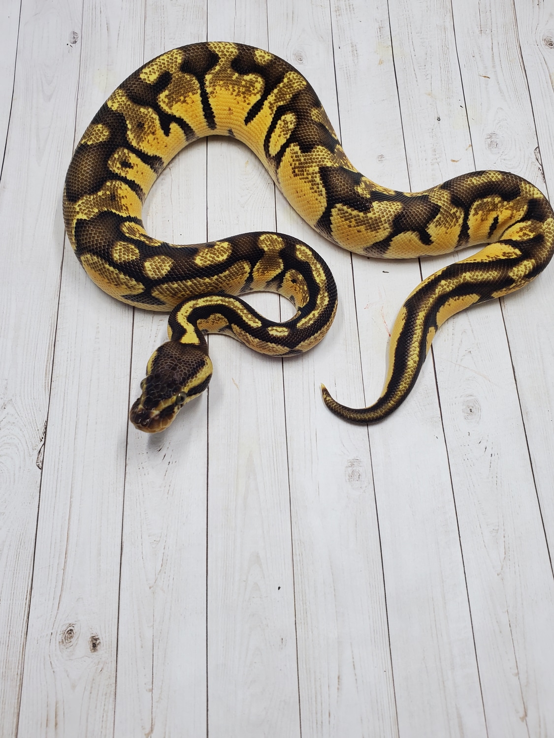 Pastel Enchi Gravel/Yellowbelly Ball Python by J&J Balls - MorphMarket