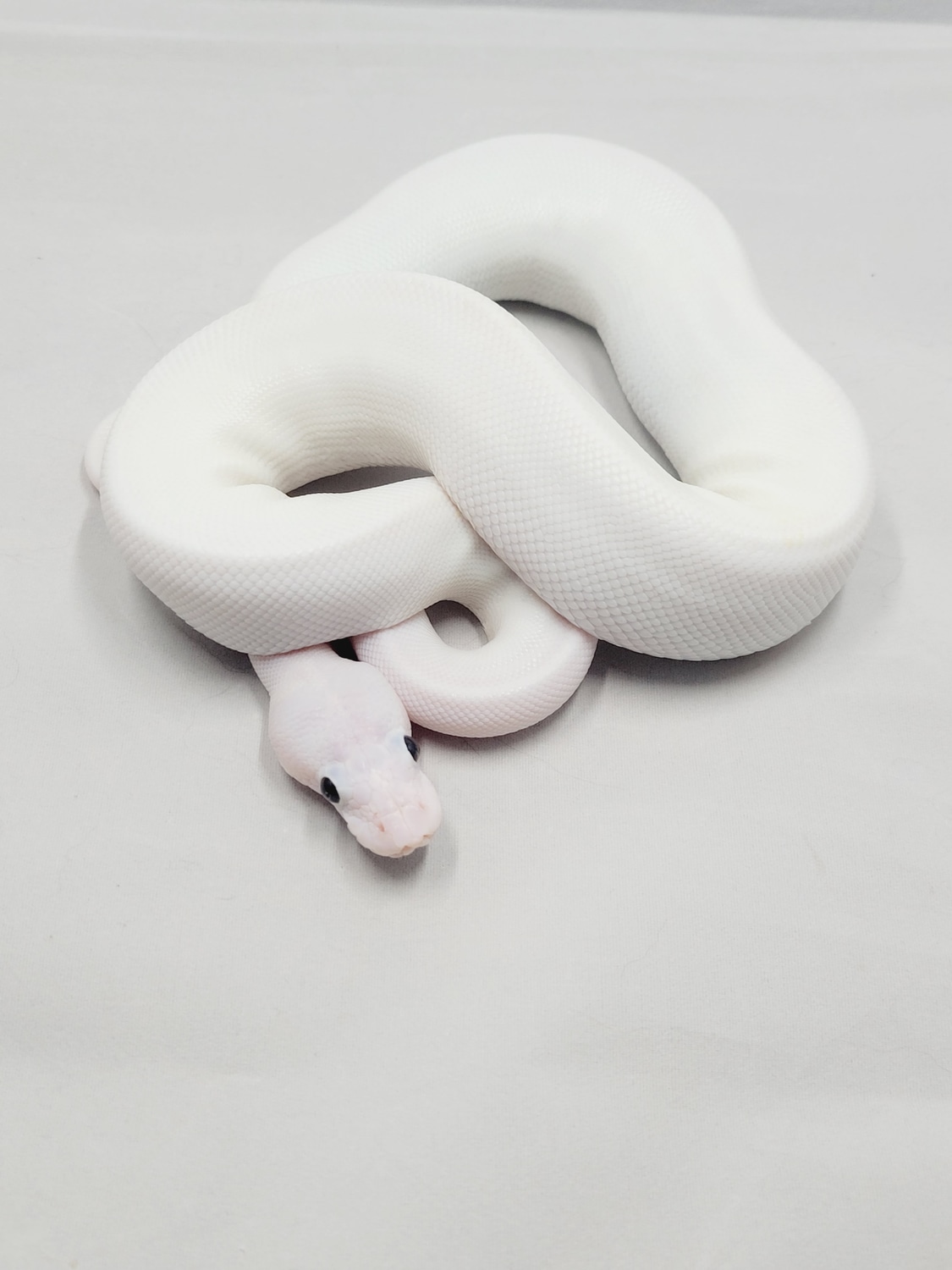 Super Fire Ball Python by J&J Balls - MorphMarket